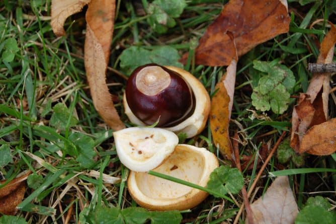 Buckeye Recipe (Peanut Butter Balls) - The Kitchen Magpie